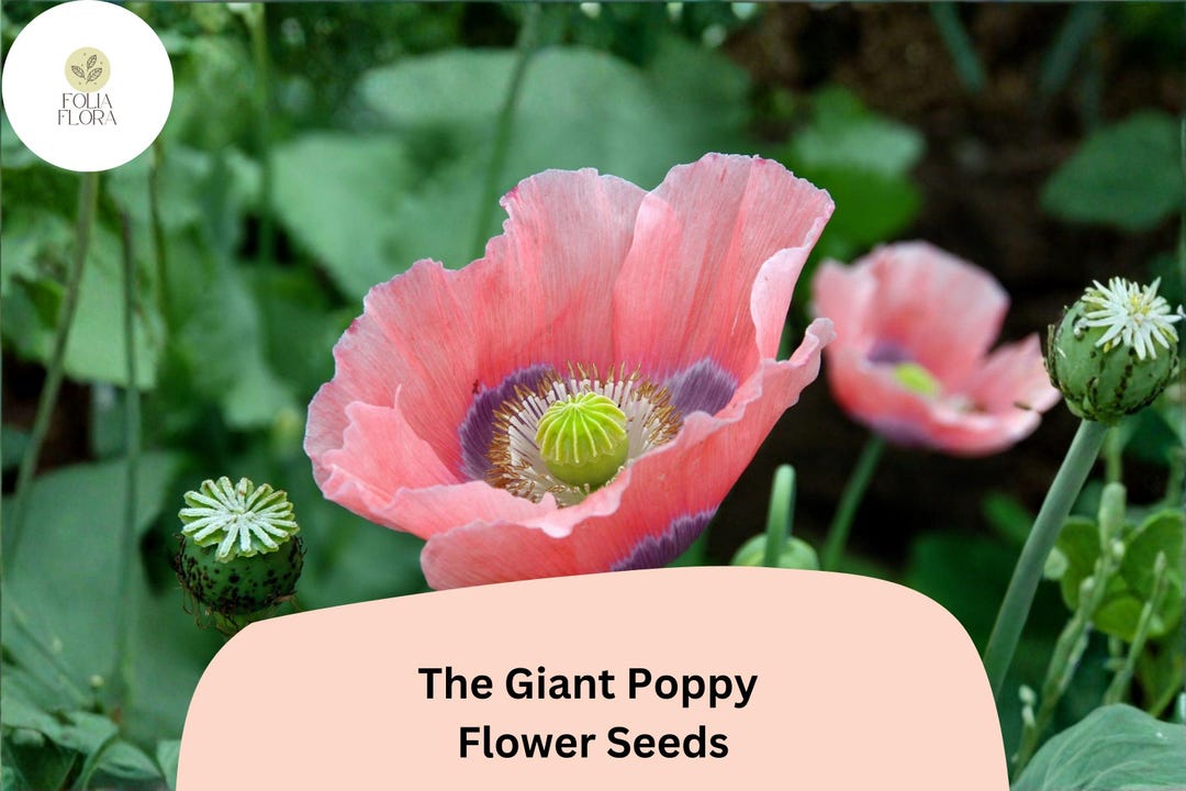 200+ the Giant Poppy Seeds for Garden Planting – Large, Vibrant Blooms ...