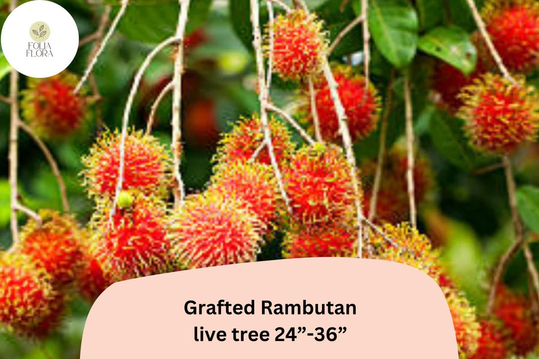 Grafted Rambutan Tree – Live Tropical Exotic Fruit Plant (24–36") - Etsy