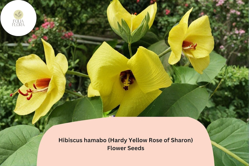 Hardy Yellow Rose of Sharon Seeds – Hibiscus Hamabo Ornamental Shrub - Etsy