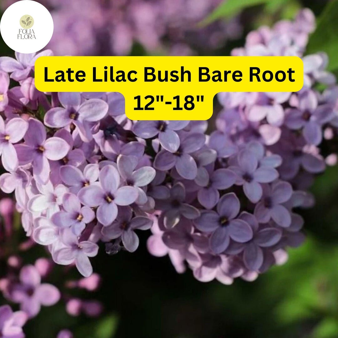 1 Syringa Villosa Late Lilac Bush - Live Bare Root Plant 12"-18" for ...