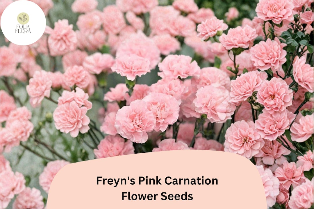 200+ Freyn’s Pink Carnation Seeds: Fragrant Pink Blooms, Hardy ...