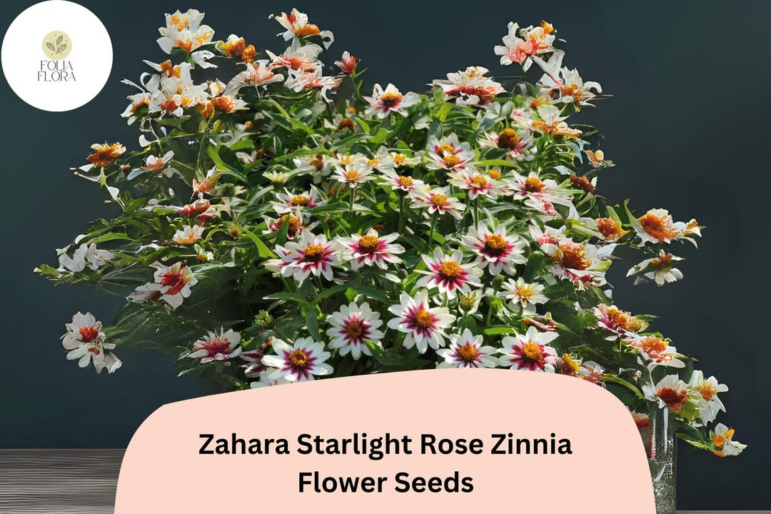 100+ Zahara Starlight Rose Zinnia Seeds – Hybrid Non-gmo Annual Flowers ...