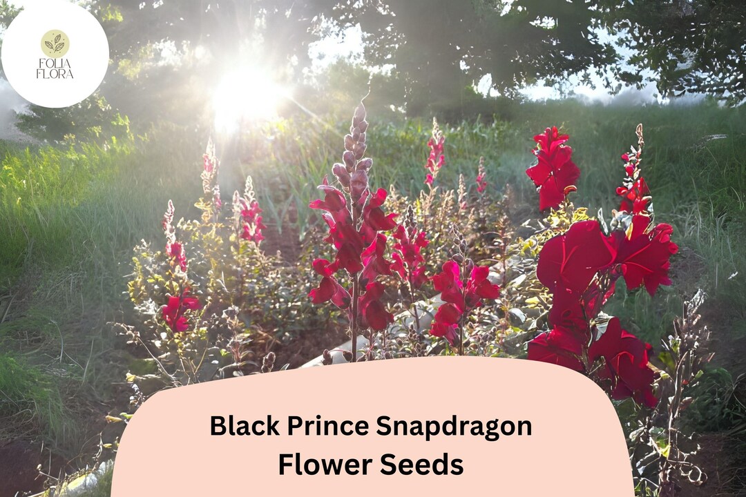 Black Prince Snapdragon Seeds (antirrhinum Majus) | 1000+ Seeds | Deep ...