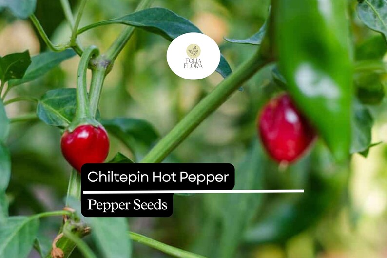 250mg Chiltepin Hot Pepper Seeds Capsicum Annuum | Wild Chili, Very Hot ...