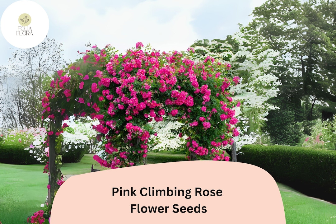 20pcs Pink Climbing Rose Seeds – Rare Climbing Roses, Vibrant Pink ...