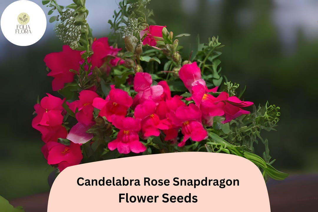 Candelabra Rose Snapdragon Seeds (antirrhinum Majus) | 1000+ Seeds ...