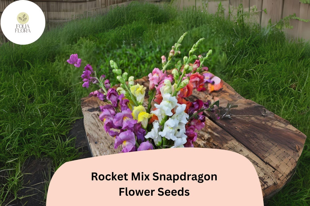 Antirrhinum Majus Rocket Mix Snapdragon Seeds – 1000+ Multicolor Blooms ...