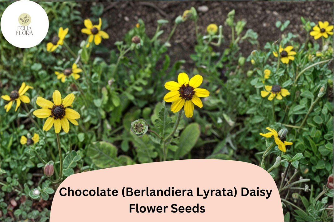 200+ Chocolate Daisy Seeds | Berlandiera Lyrata | Fragrant Yellow-brown ...
