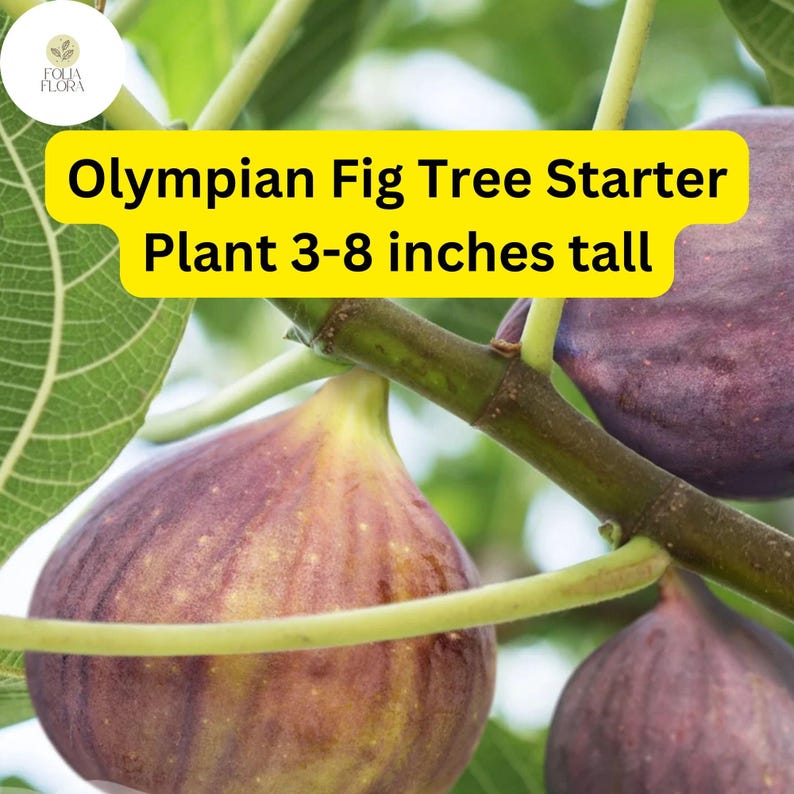 1 Olympian Fig Tree, Live Starter Plant, Ficus Carica, Hardy Edible ...