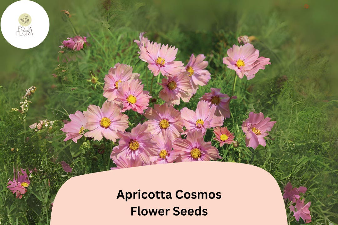 200+ Apricotta Cosmos Seeds | Cosmos Bipinnatus Peach Apricot Flower ...