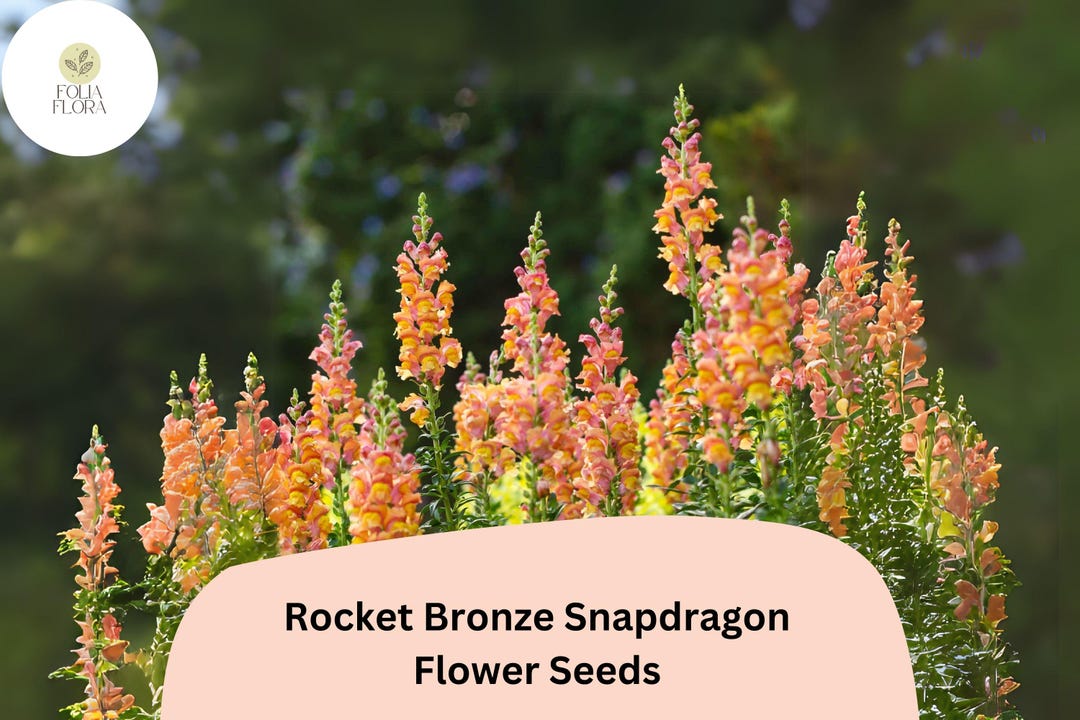 Antirrhinum Majus Rocket Bronze Snapdragon Seeds – 1000+ Warm Copper ...