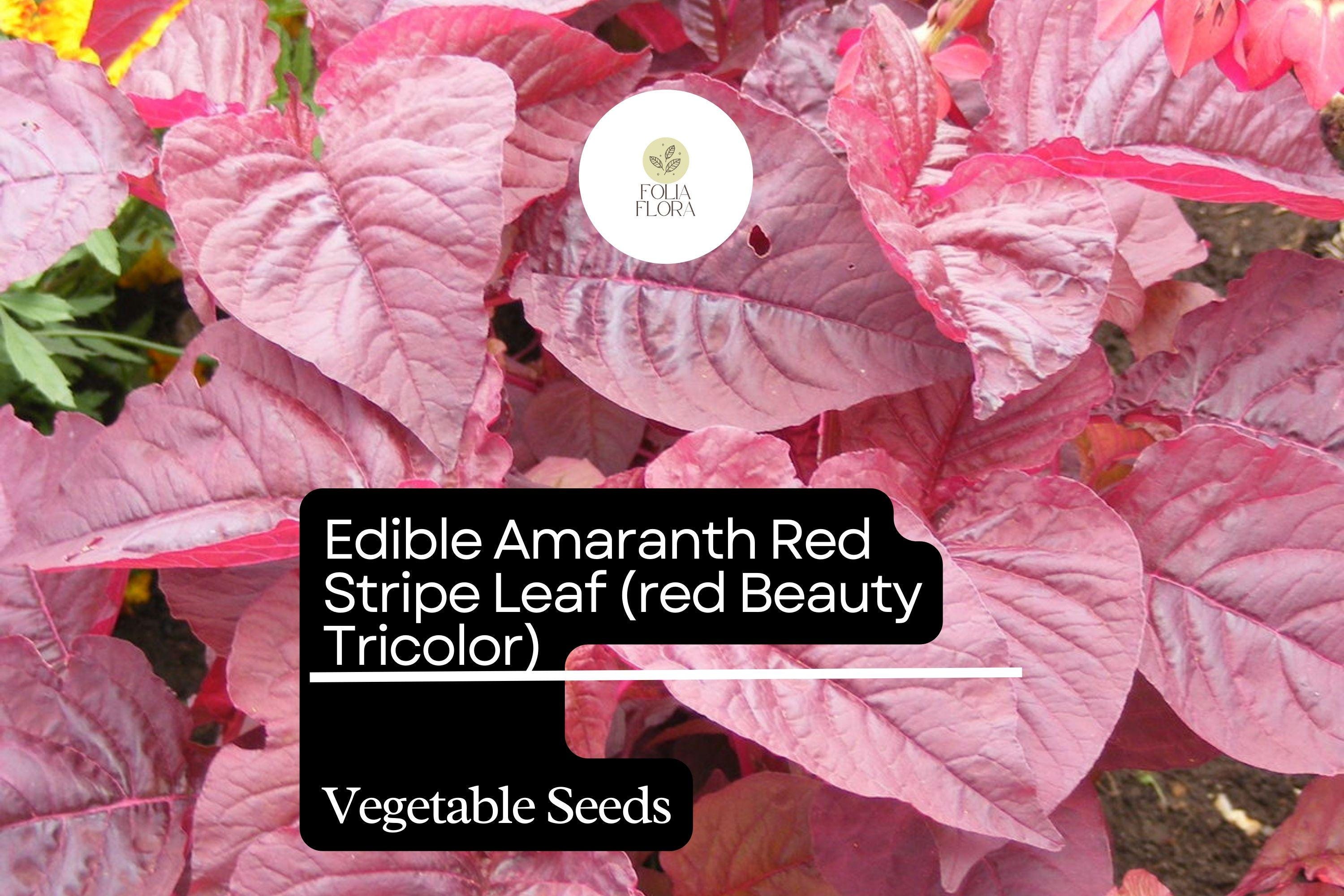 500mg Edible Amaranth Seeds Amaranthus Tricolor Red Beauty Red Stripe ...