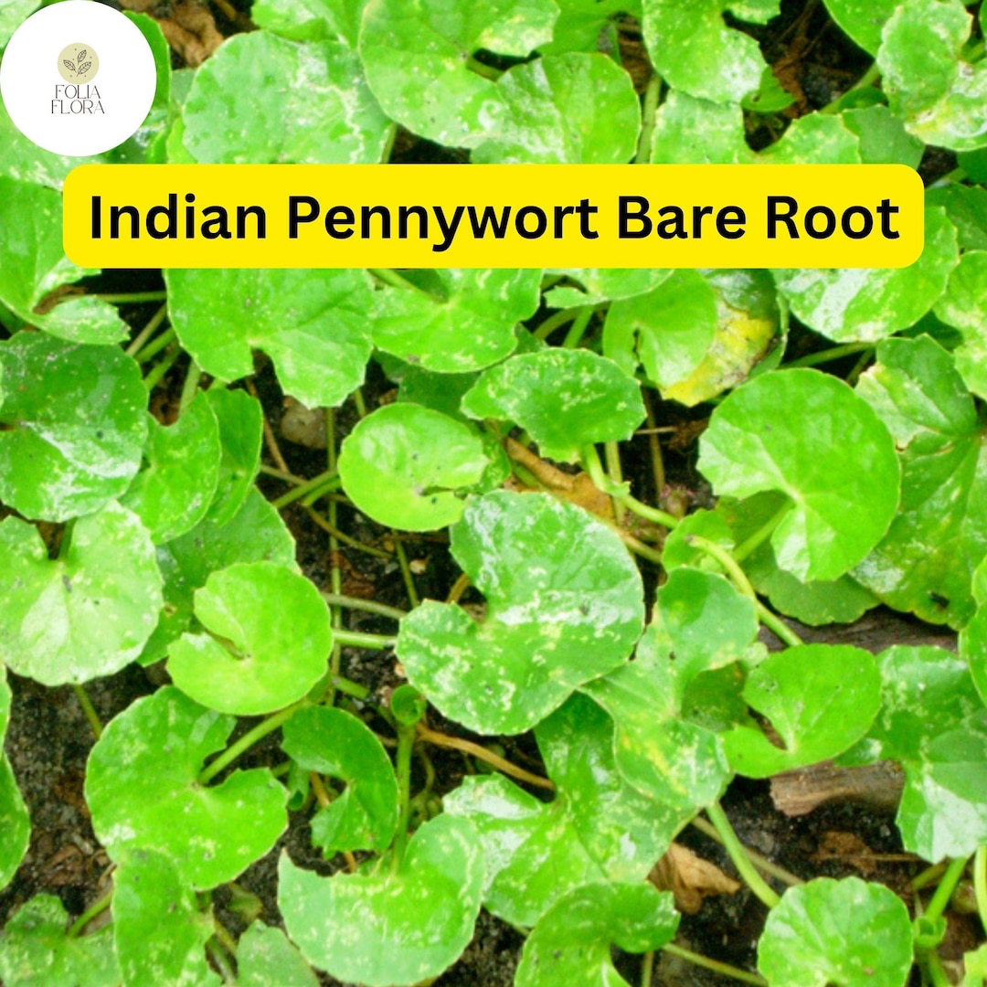 Indian Pennywort (10 Bare Root Live Plants), Centella Asiatica, Ready ...