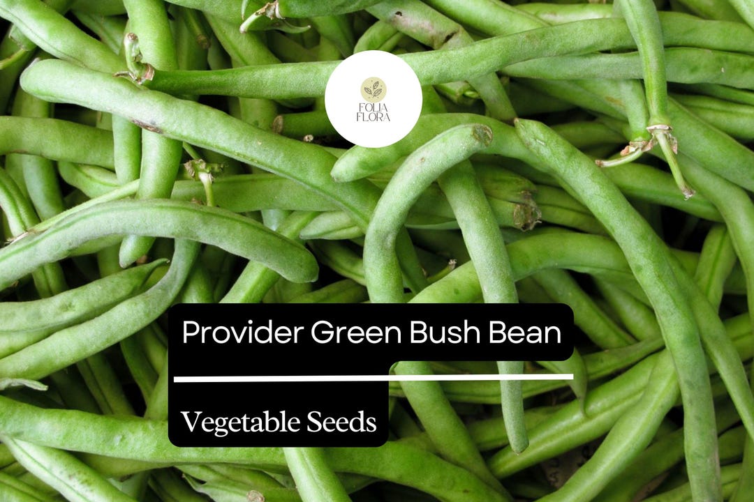 1/4 Oz Provider Green Bush Bean Seeds Phaseolus Vulgaris | Heirloom ...