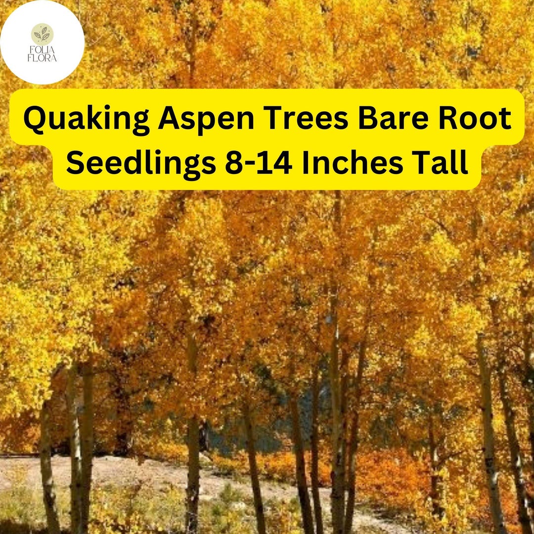 Quaking Aspen Trees (populus Tremuloides), Bare Root Seedlings, 8-14 ...