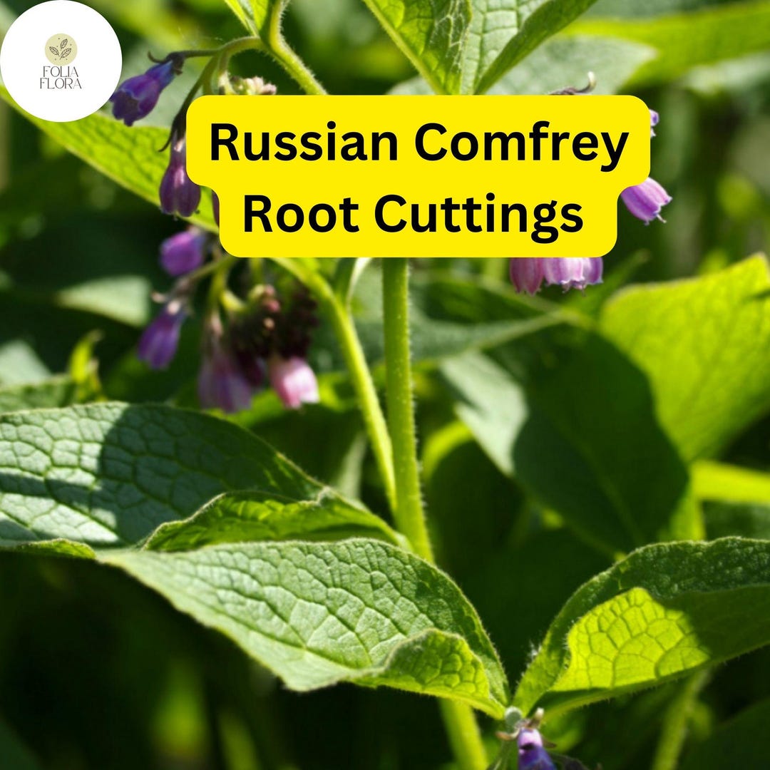 Live Root Cuttings Russian Comfrey - Bocking 4 Cultivar - Perennial ...