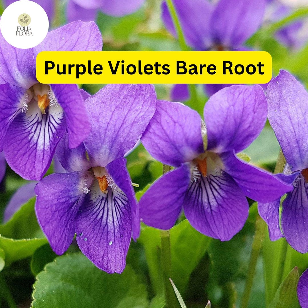 25 Purple Violets, Live Starter Plants Bulbs, Perennial Bare Root ...