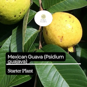 Mexican Guava Starter Plant, Live Tropical Fruit Tree (1-2') - Etsy