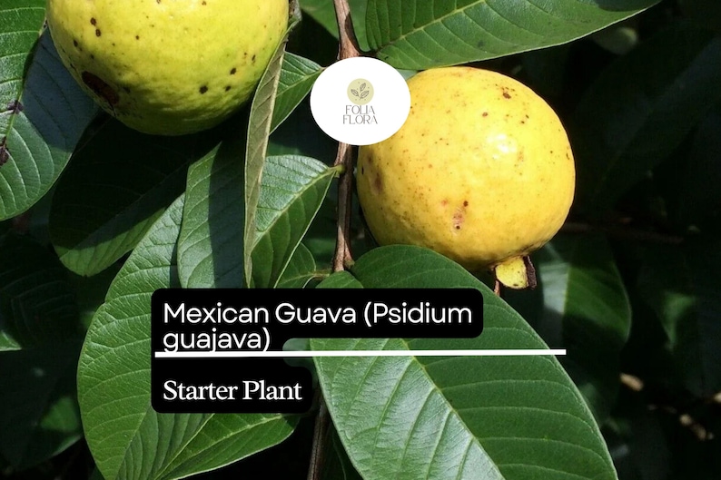Mexican Guava Starter Plant, Live Tropical Fruit Tree (1-2') - Etsy