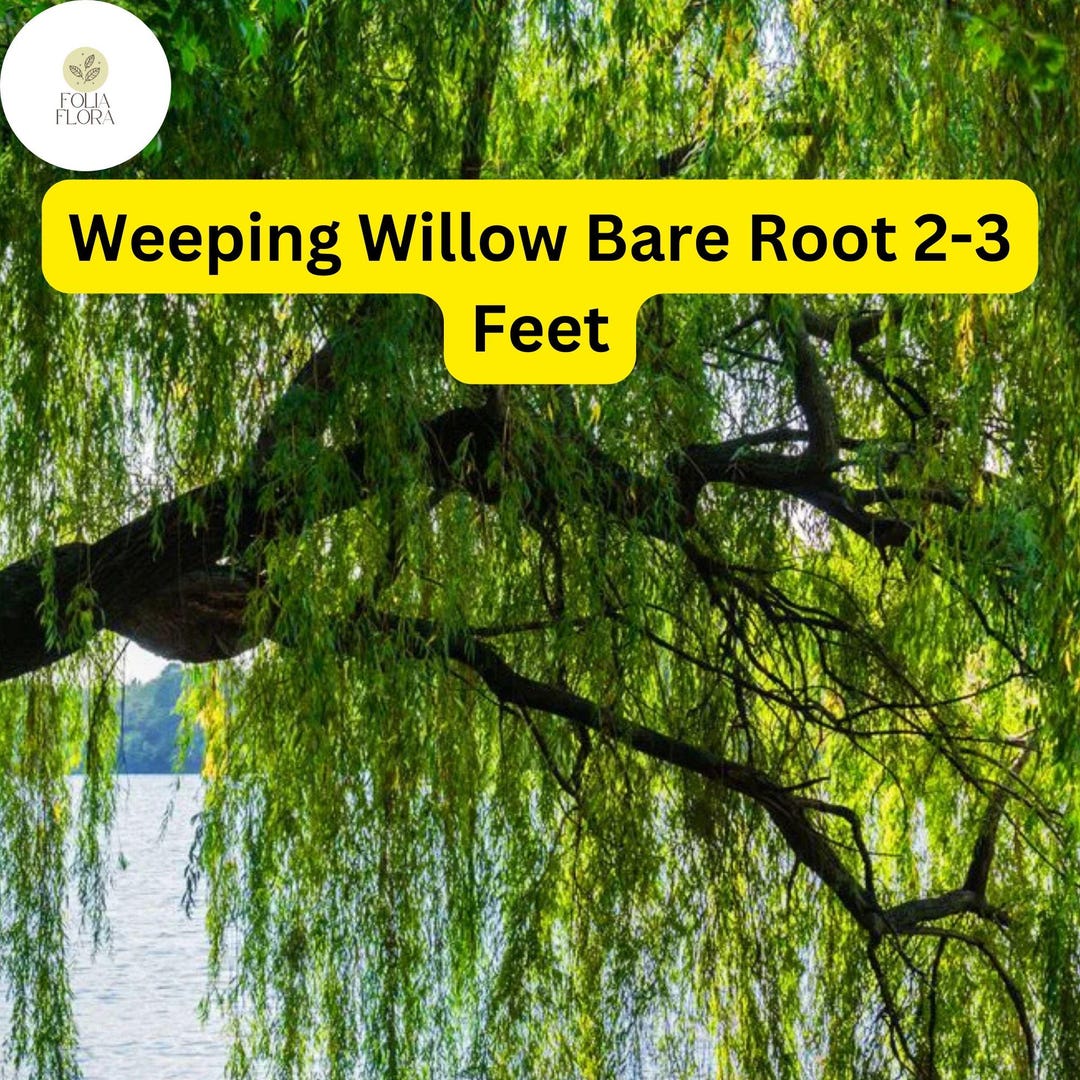 1 Weeping Willow Tree, Live Bare Root Plant, 2-3 Feet Tall, Fast ...