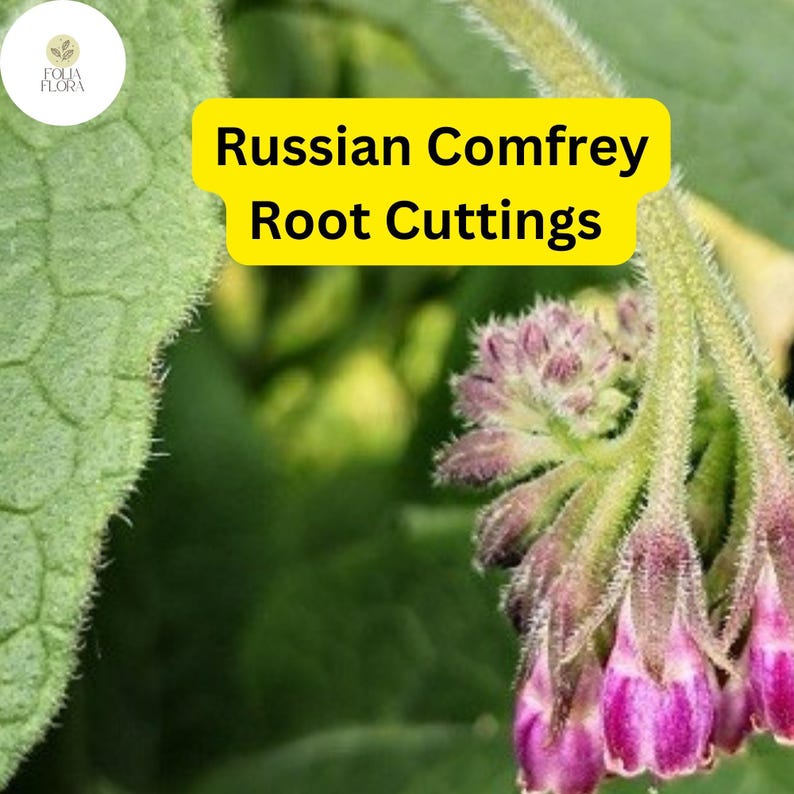 Live Root Cuttings Russian Comfrey - Bocking 14 Cultivar - Perennial ...