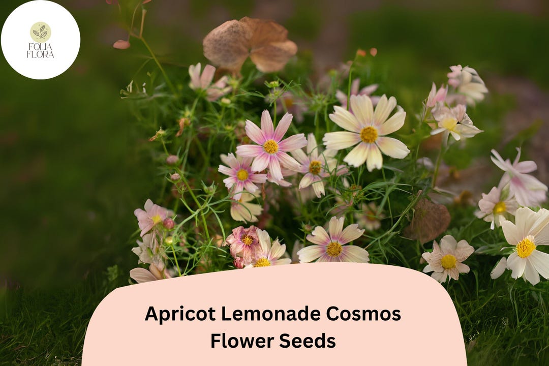 Cosmos Bipinnatus Apricot Lemonade Seeds – 200+ Pastel Blooms for ...