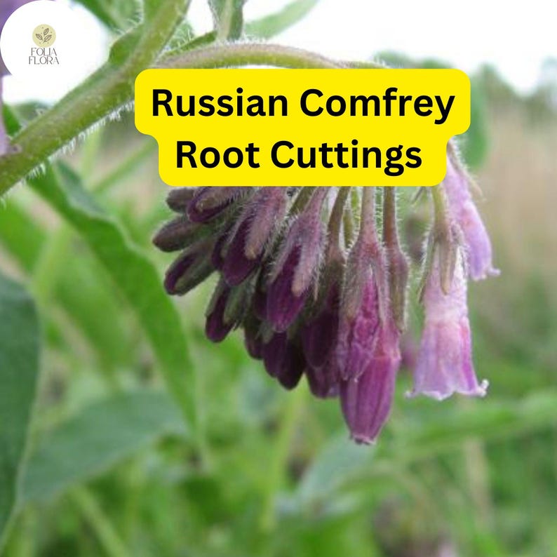 Live Root Cuttings Russian Comfrey - Bocking 14 Cultivar - Perennial ...
