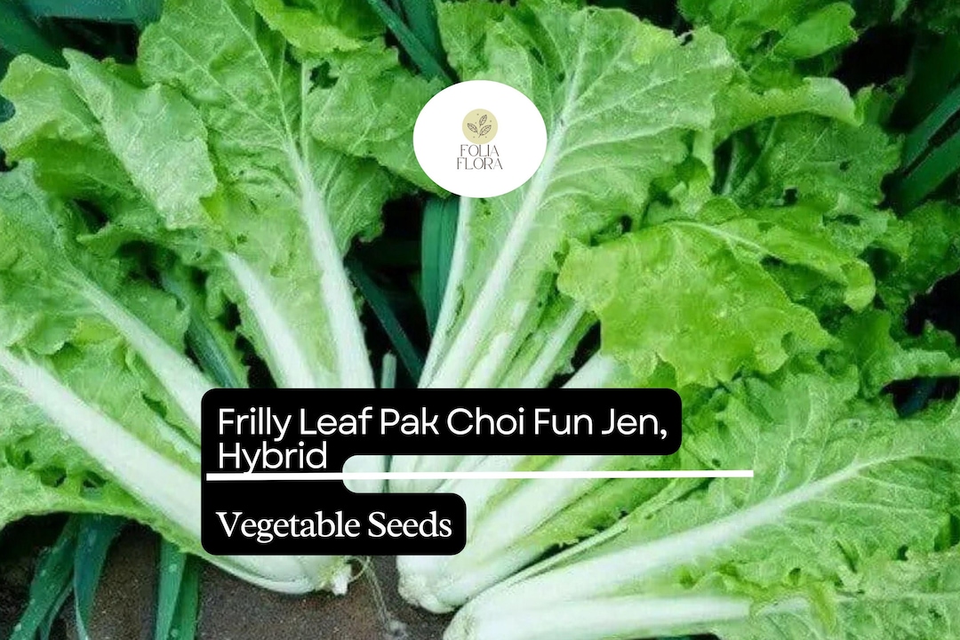 500mg Frilly Leaf Pak Choi Fun Jen Seeds Hybrid Brassica Rapa | Unique ...