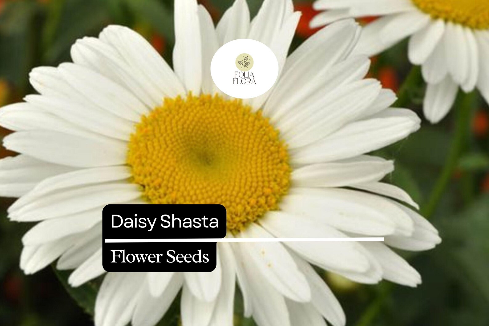 1000 Seeds Daisy Shasta, Leucanthemum × Superbum, Classic Perennial ...