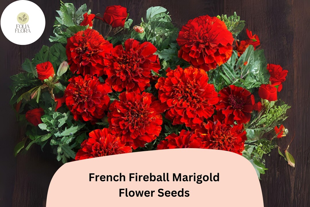Tagetes Patula French Fireball Marigold Seeds – 25+ Vibrant Red & Gold ...