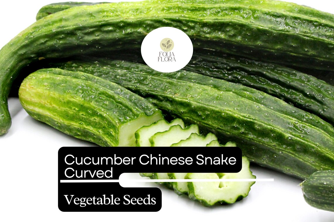 10 Seeds Cucumber Chinese Snake Curved | Cucumis Sativus | Heirloom ...