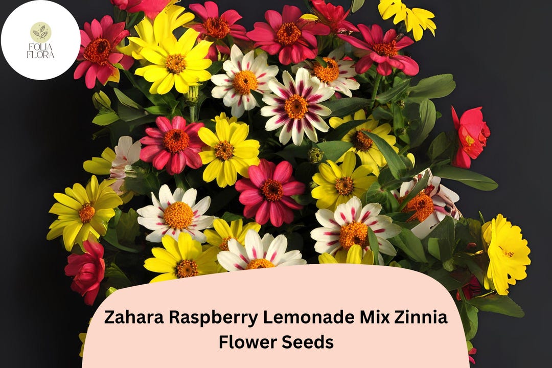 100+ Zahara Raspberry Lemonade Mix Zinnia Seeds – Compact Hybrid Non ...