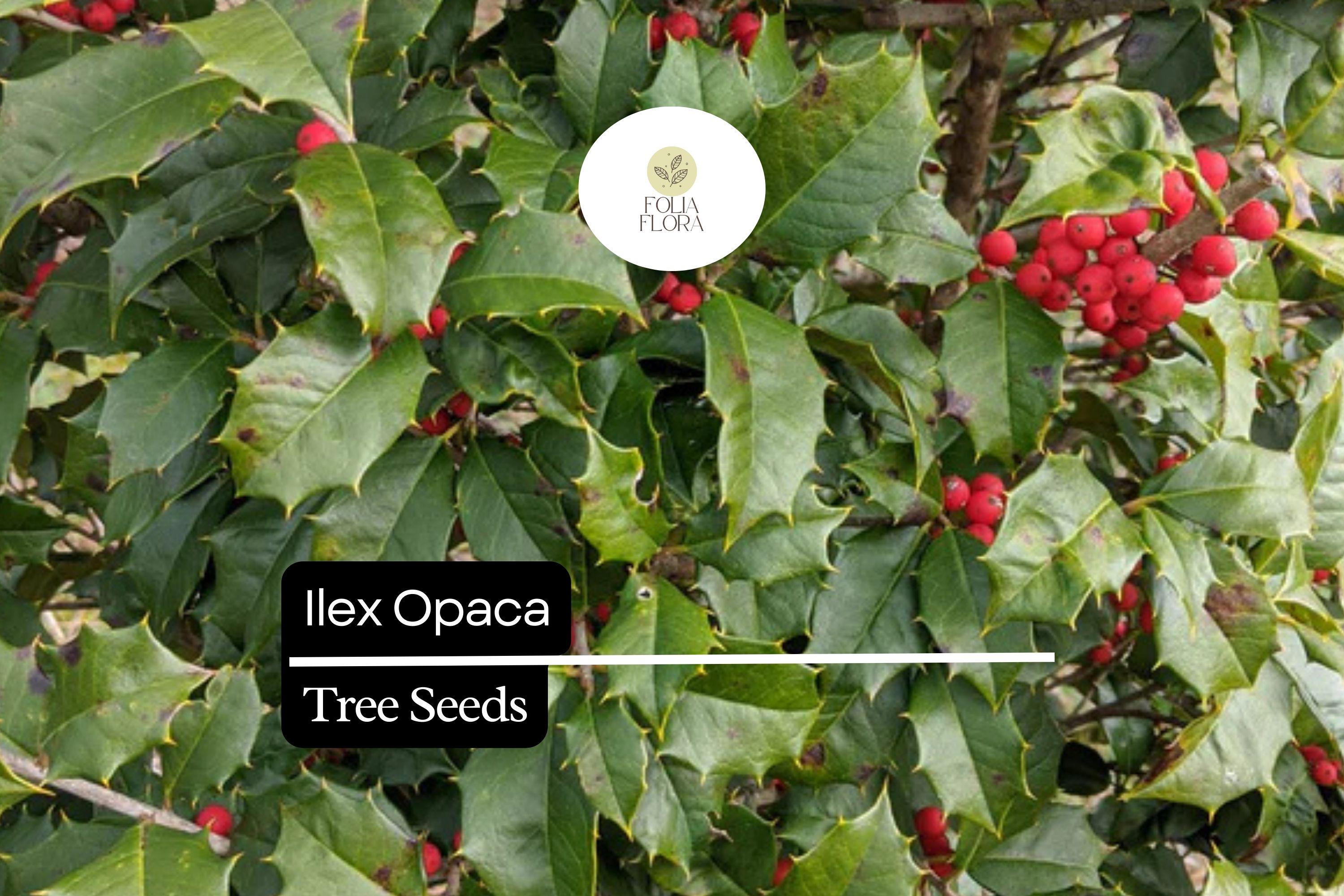 500mg Ilex Opaca, American Holly Seeds, Evergreen Tree With Red Berries ...