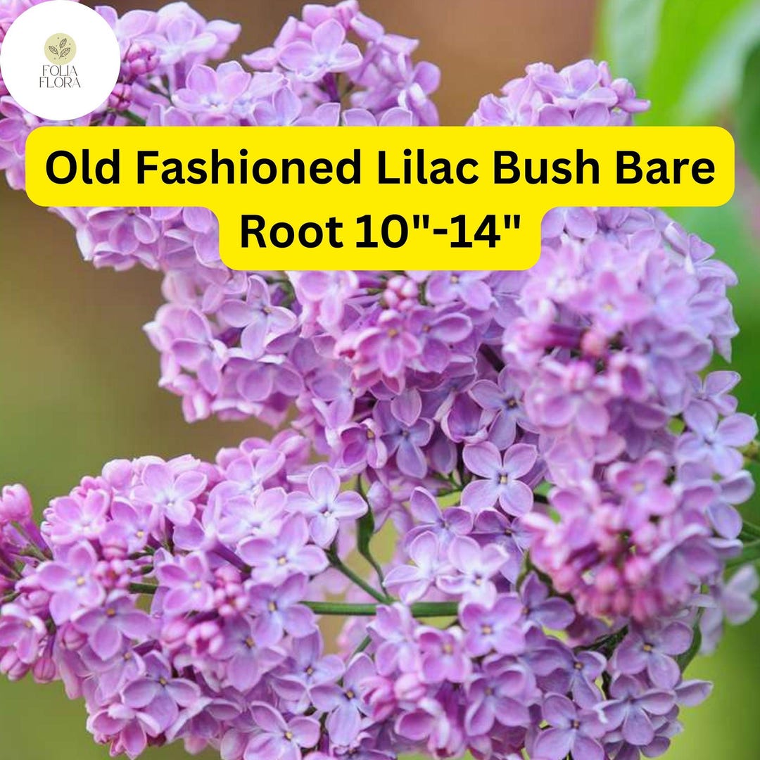 1 Syringa Vulgaris Old Fashioned Lilac Bush - Live Bare Root Plant 10 ...