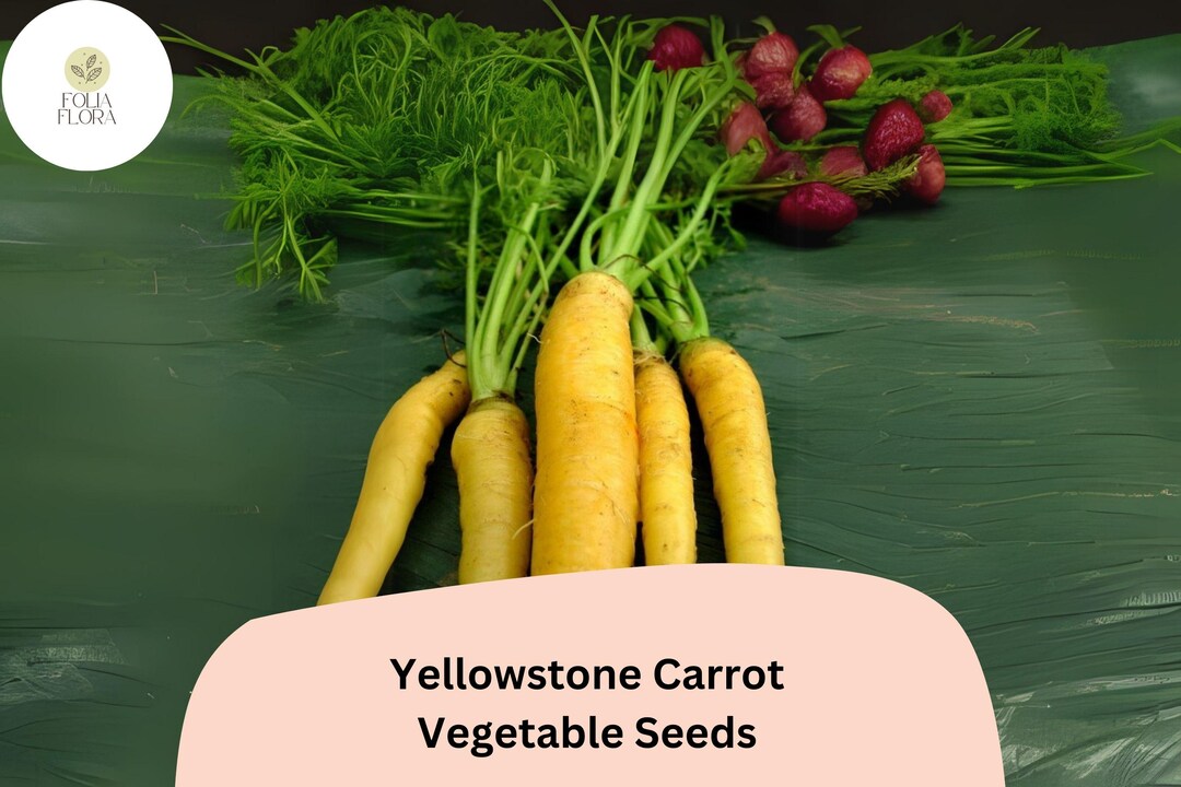 1000+ Yellowstone Carrot Seeds – Heirloom, Sweet & Tender Yellow ...