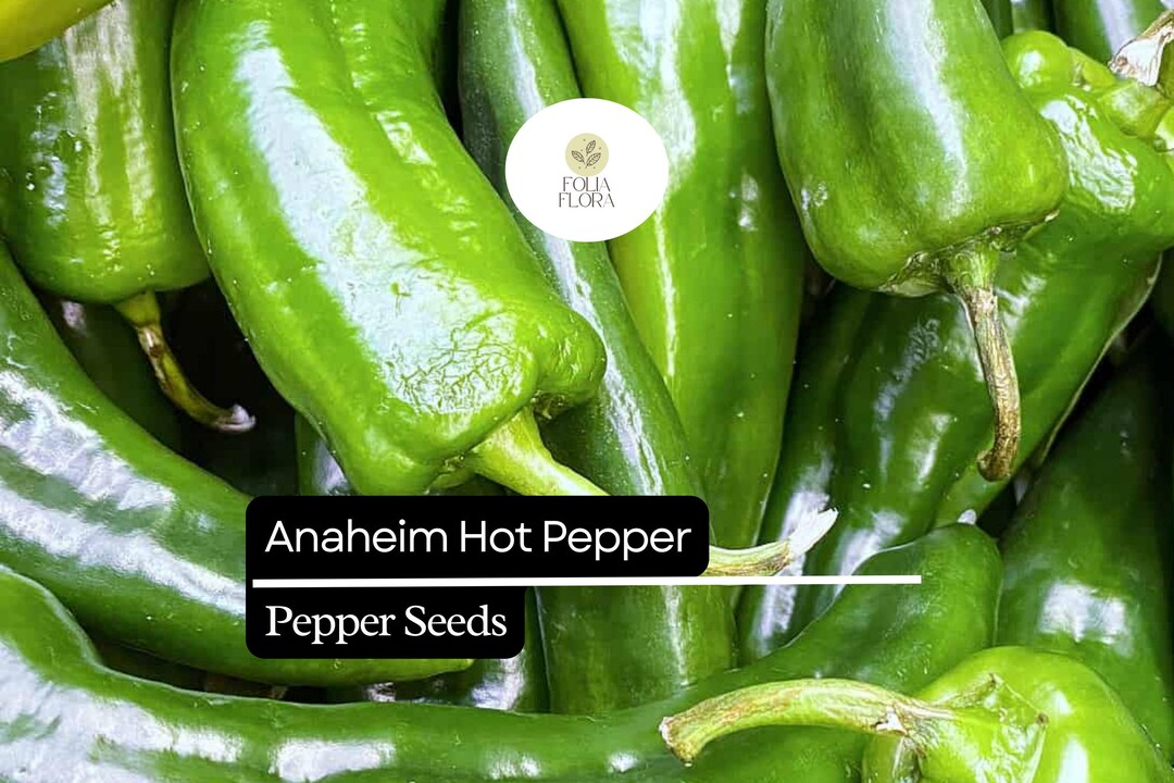 25 Anaheim Pepper Seeds – Capsicum Annuum – Mild & Flavorful, High ...