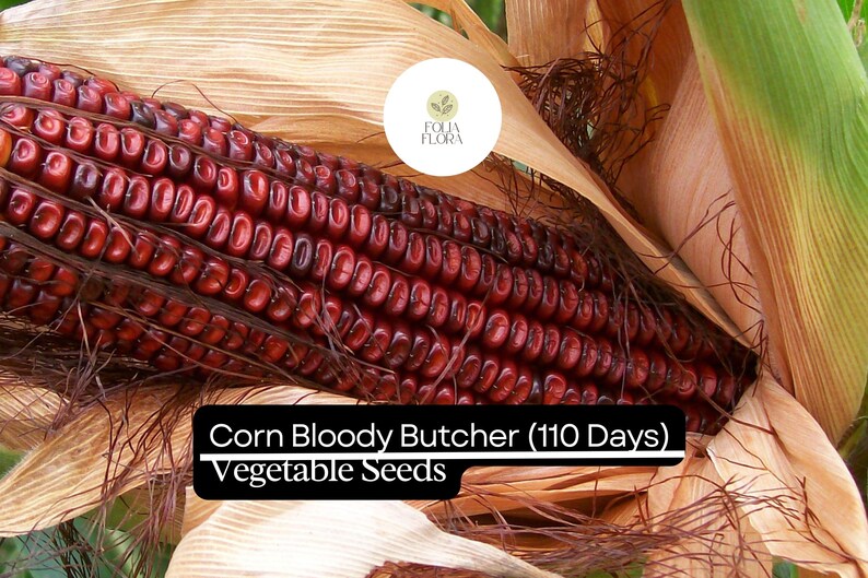 1/4 Oz Corn Bloody Butcher Seeds Zea Mays Heirloom Red Dent Corn Non ...