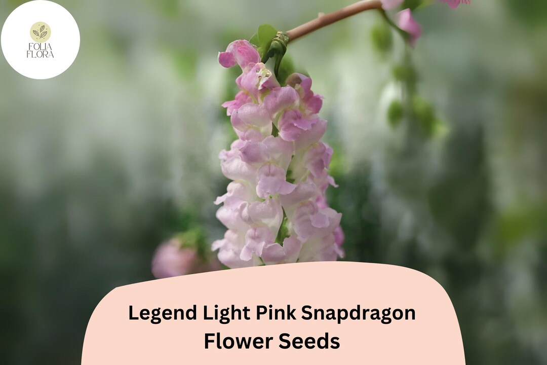 Legend Light Pink Snapdragon Seeds | 1000+ Seeds | Double Blooms for ...
