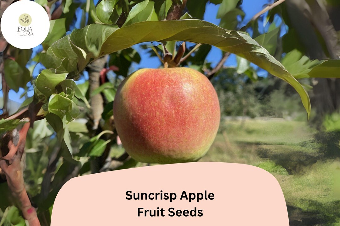 25+ Suncrisp Apple Seeds | Malus Domestica | Late-ripening Apple ...