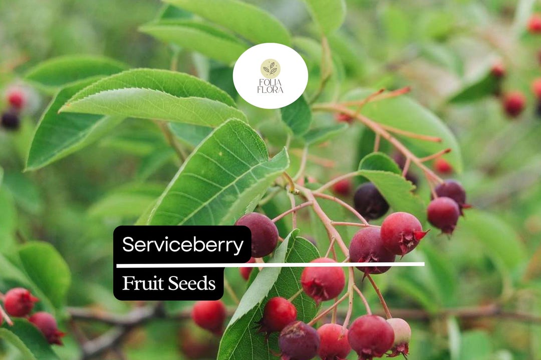 15 Seeds Serviceberry (amelanchier Arborea) | Edible Berries & Spring ...
