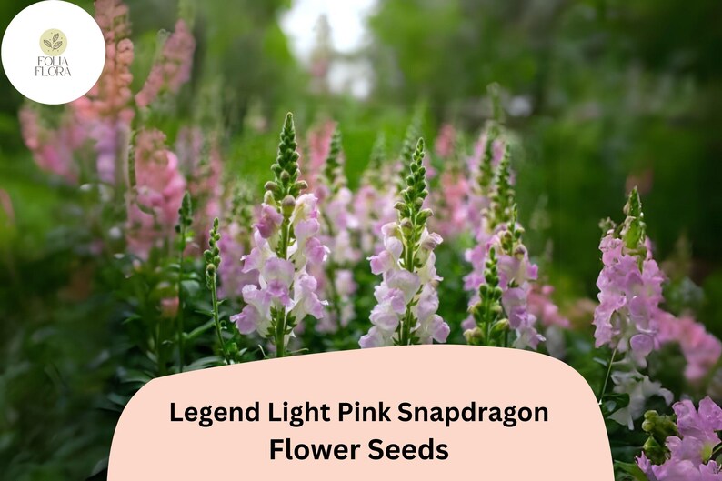 Legend Light Pink Snapdragon Seeds | 1000+ Seeds | Double Blooms for ...