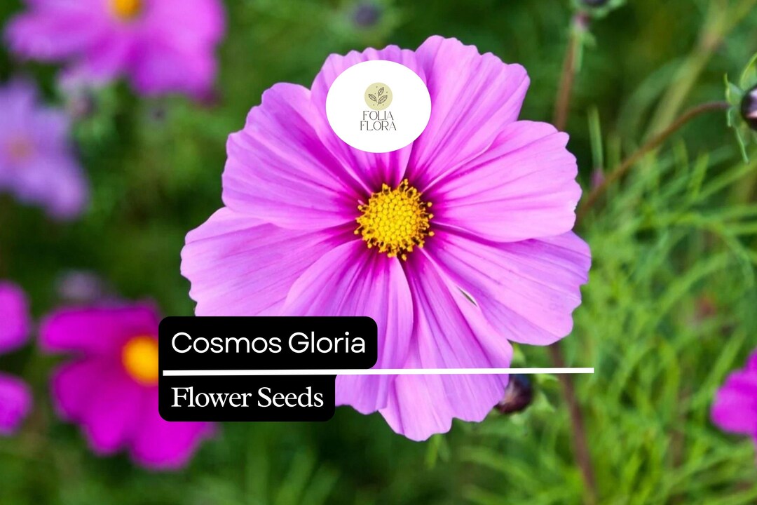 100 Seeds Cosmos Gloria (cosmos Bipinnatus) – Bright Pink Blooms ...