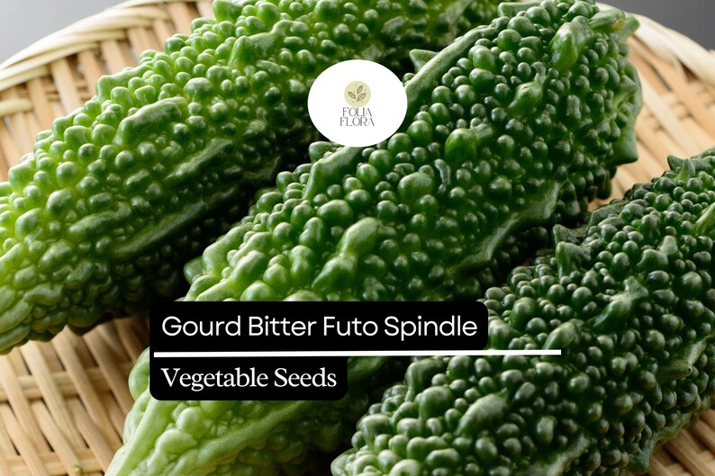 5 Seeds Bitter Gourd Futo Spindle Momordica Charantia | Heirloom, Non ...