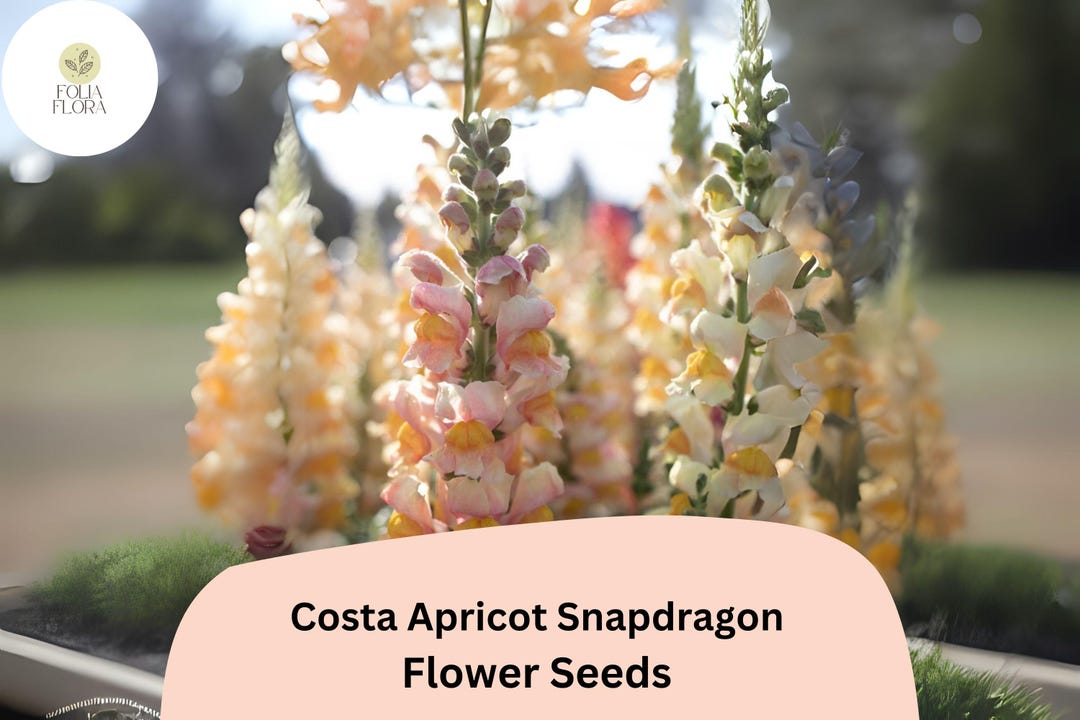 Costa Apricot Snapdragon Seeds | Peachy-orange Cut Flowers - Etsy