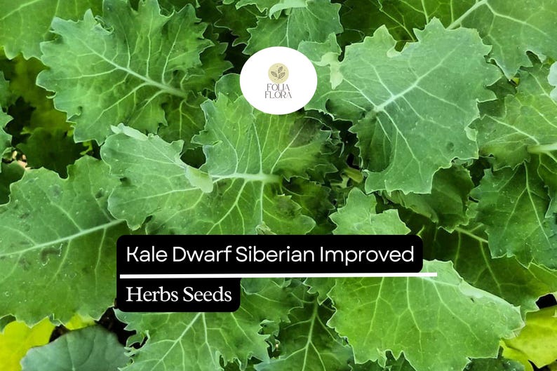 Dwarf Siberian Kale Seeds | Heirloom, Non-gmo, Winter Greens - Etsy