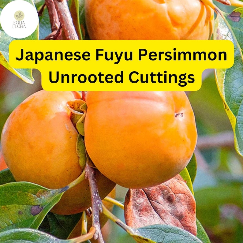 4 Japanese Fuyu Persimmon Unrooted Cuttings, Diospyros Kaki, Easy to ...