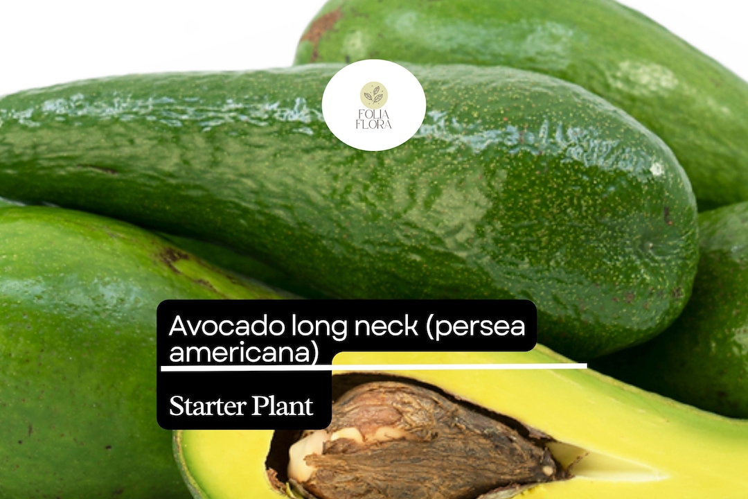 1 Starter Plant Avocado Long Neck (persea Americana) Tropical Big Fruit ...