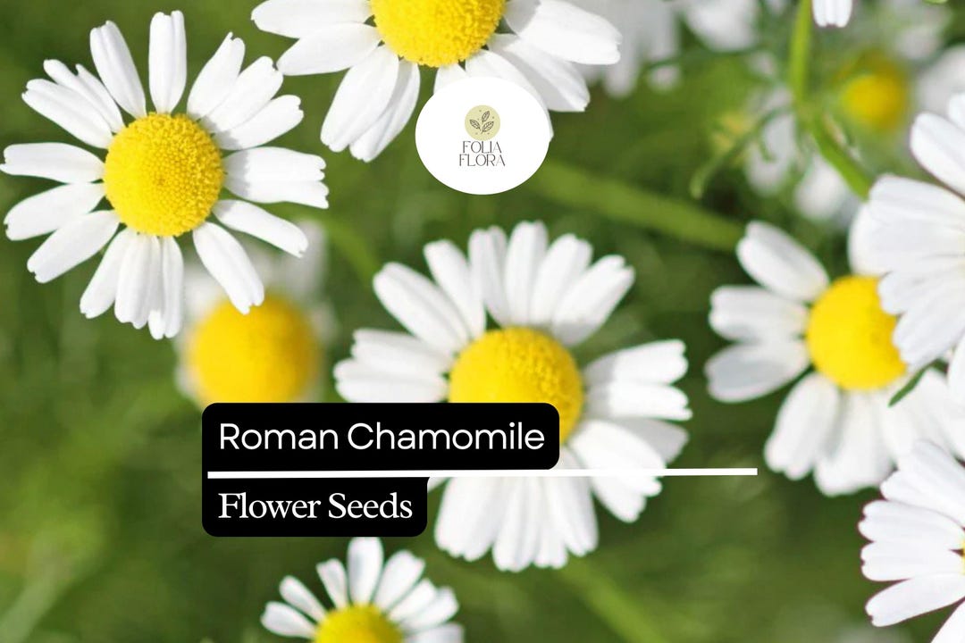 2000 Seeds Roman Chamomile (chamaemelum Nobile) – Fragrant Perennial ...