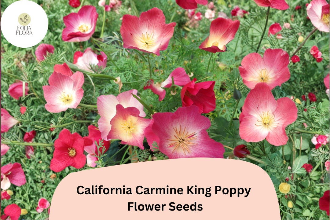 200+ California Carmine King Poppy Seeds | Eschscholzia Californica ...