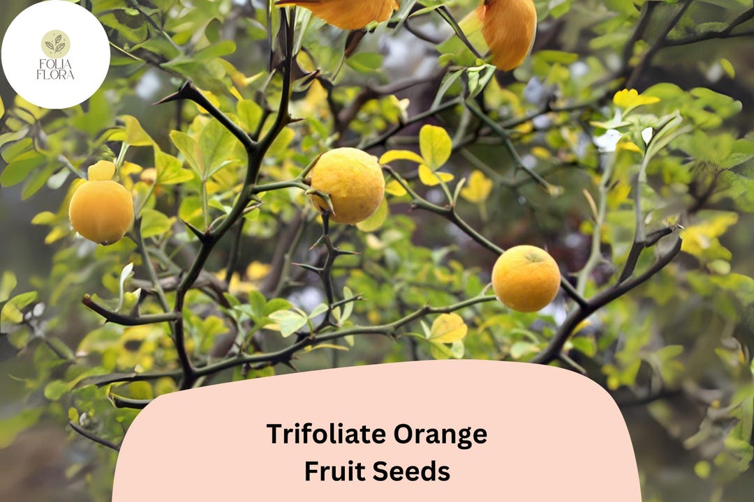 5+ Trifoliate Orange Seeds | Poncirus Trifoliata | Hardy Citrus ...